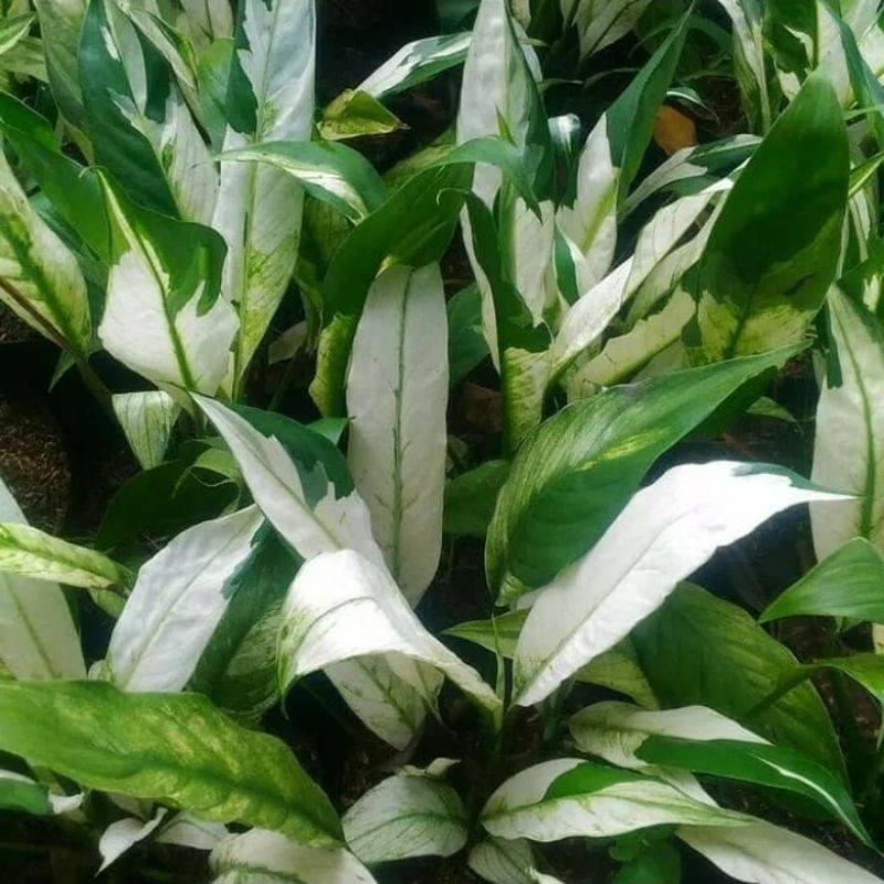 Jual tanaman hias peace Lily varigata / sepatu film varigata | Shopee ...