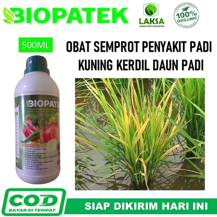 Jual [BEST PRODUK PUPUK] BIOPATEK Obat Pengendali Penyakit Kuning Kerdil Padi Paling Ampuh ...