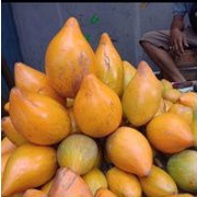 Jual buah sawo mentega/ALKESAH (1kg) | Shopee Indonesia