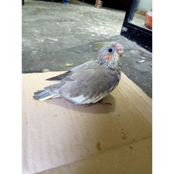 Jual Burung Falk / Parkit Australia Jinak Total | Shopee Indonesia