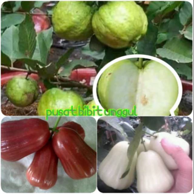 Jual Paket 3 macam bibit buah jambu deli susu-deli merah-jambu kristal ...