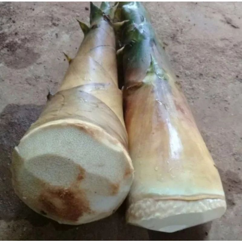 Jual Rembung Bambu Muda Segar 500 gram/ Iwung Bambu | Shopee Indonesia