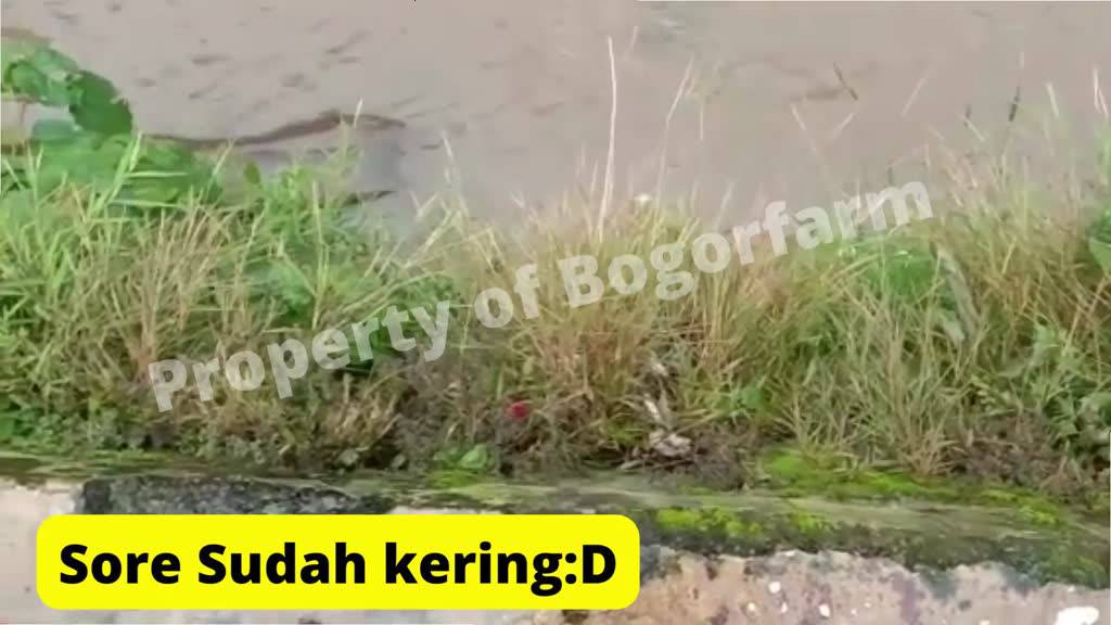 Jual [bogorfarm] CAIRAN SEMPROT PEMBASMI RUMPUT LIAR & GULMA 250ml ...