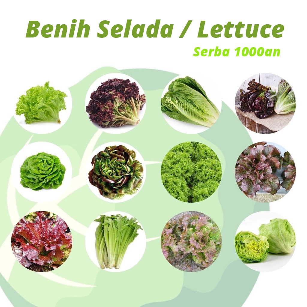 Jual Benih Selada Keriting / Lettuce Romaine / Oakleaf / Butterhead ...