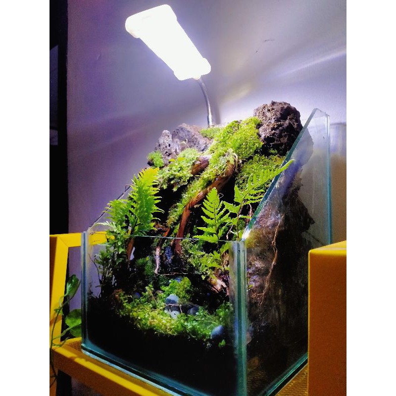 Jual jasa pembuatan mini vivarium 20 cm | Shopee Indonesia