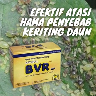 Jual BVR NASA Basmi Hama Kutu Putih / Pestisida Organik Nabati ...
