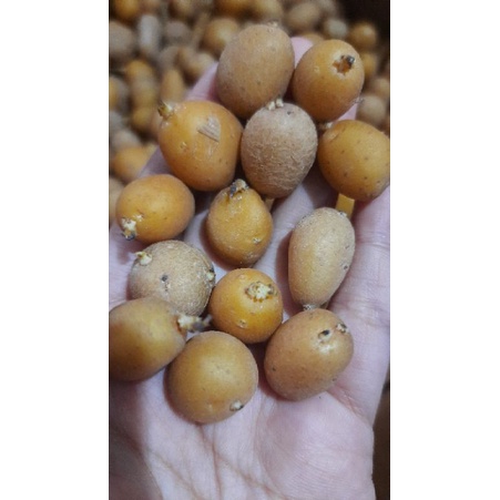 Jual benih kentang G0 varietas Granola L | Shopee Indonesia