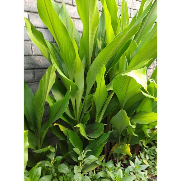 Jual Tanaman Temu Lawak ~Bibit Tumbuhan Temulawak Minimal order 2 pohon ...