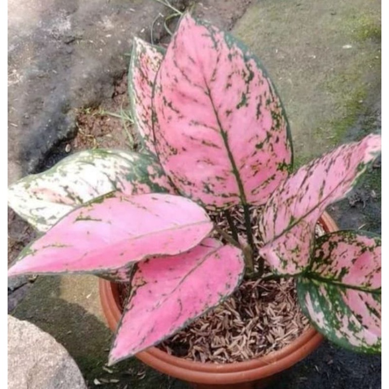 Jual Aglonema Lady Valentine Dewasa RIMBUN Daun PINK aglo Pink Valentin ...