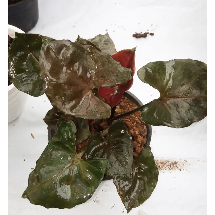 Jual syngonium bold allusion | Shopee Indonesia