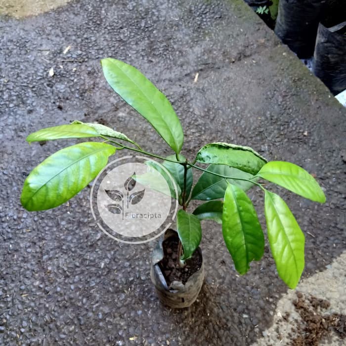 Jual Bibit Pohon Pala Bundar Tanaman Pala Rempah Bumbu Masak Dapur ...