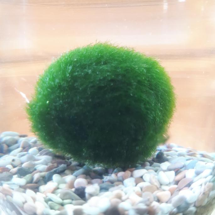Jual Cuci Gudang Awal Tahun MARIMO MOSS BALL ORIGINAL / CLADOPHORA BALL ...