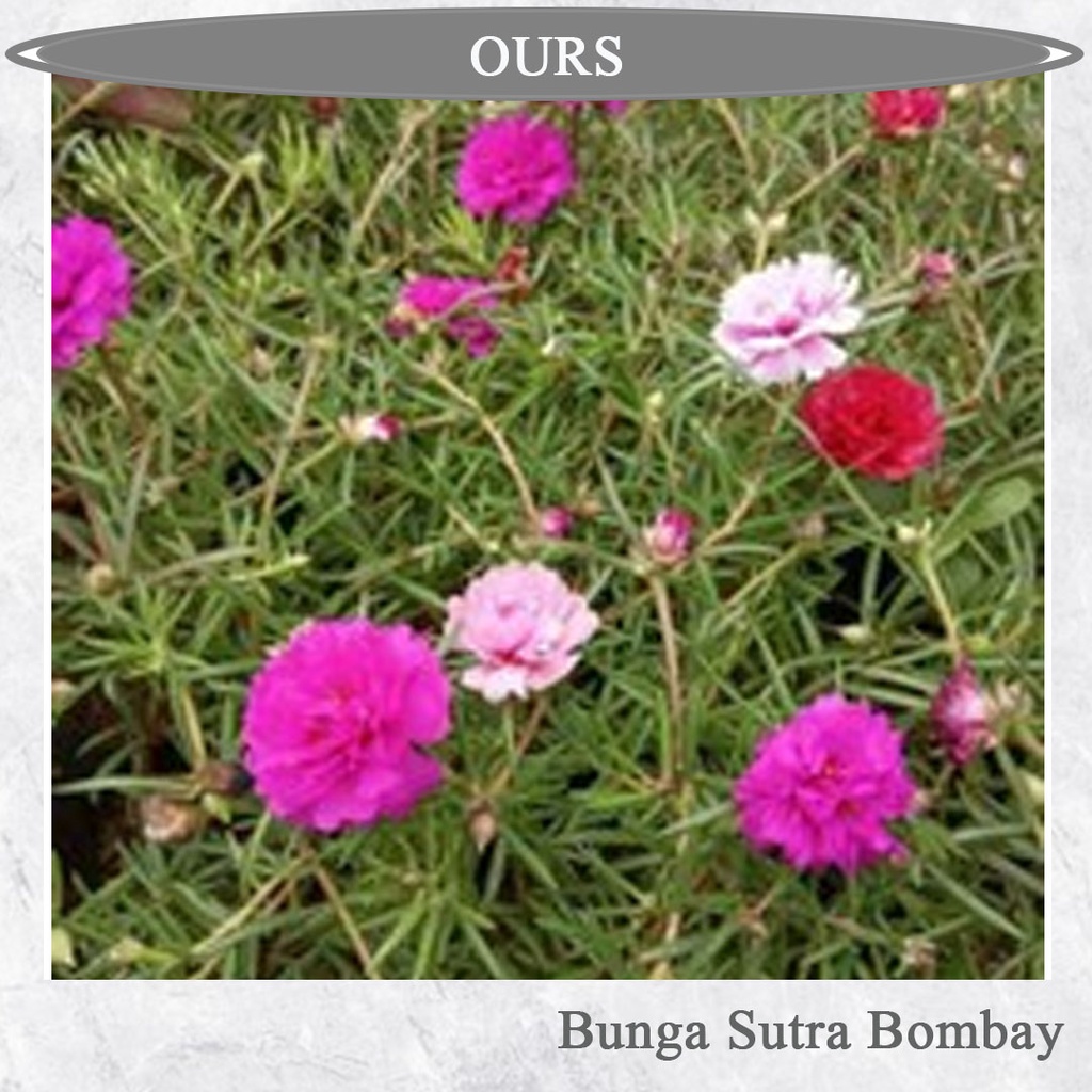 Jual Bunga Mossrose Tanaman hias bunga sutra bombay bombai krokot ...