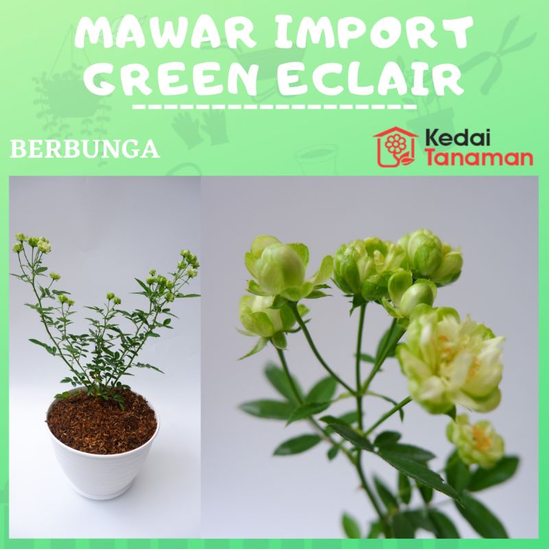 Jual Tanaman Hidup Bunga Mawar Import HIJAU ECLAIR Berbunga Wangi ...