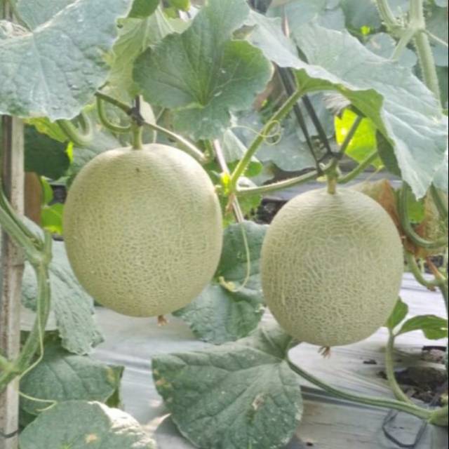 Jual Melon Rock/Orange Berat Sekitar 1200 gram/pcs | Shopee Indonesia