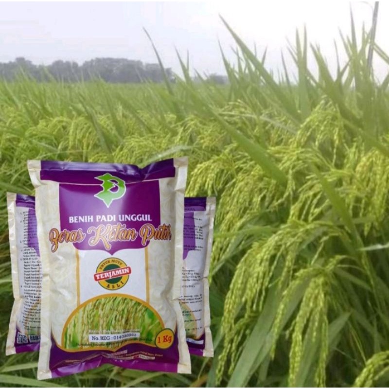 Jual Biji Padi Beras Ketan Putih | Shopee Indonesia