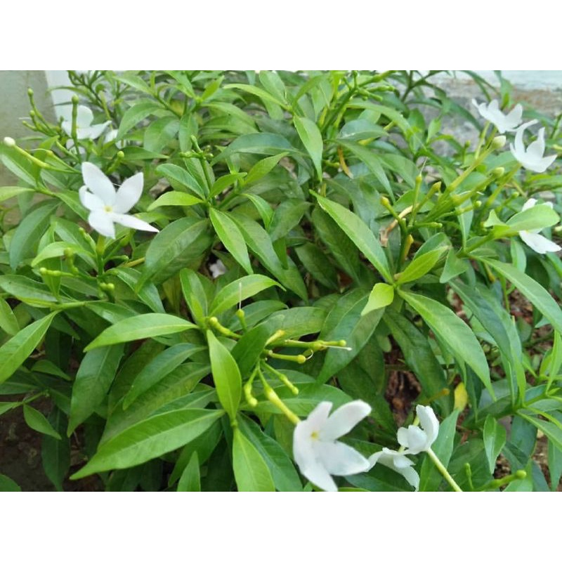 Jual Tanaman hias sabrina hijau paket 10pcs / bunga rambosa mini ...