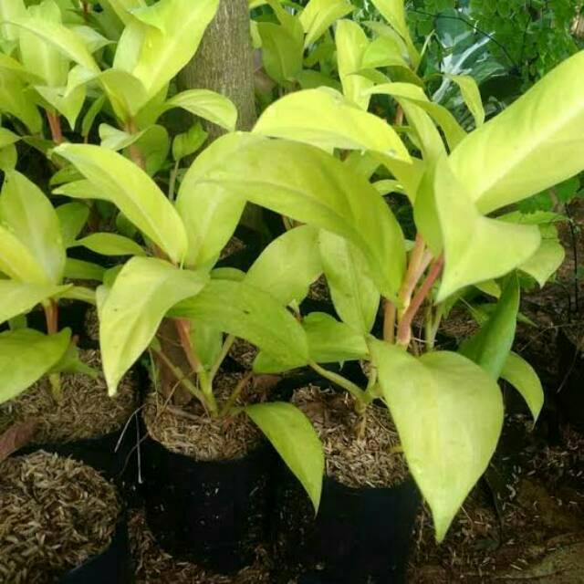Jual Tanaman Hias Rambat Sirih Centong, Sirih Kuning | Shopee Indonesia