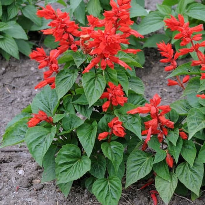 Jual Bibitb tanaman hias salvia merah | Shopee Indonesia