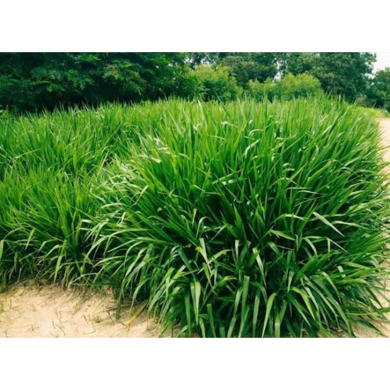 Jual stek bibit suket rumput odot super per 1 kg isi 30-40 batang ...