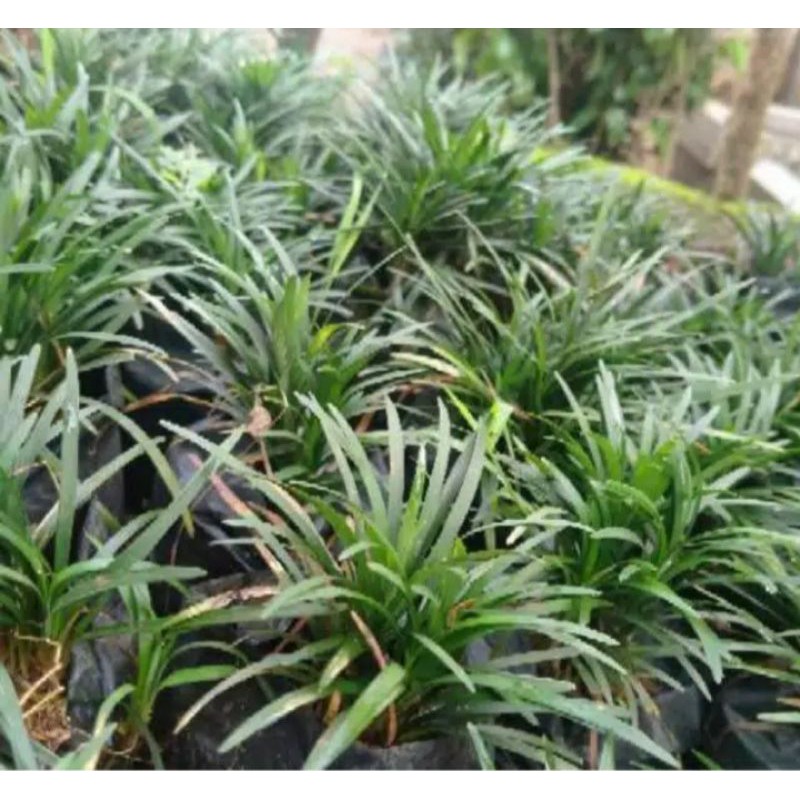 Jual tanaman rumput kucai mini | Shopee Indonesia