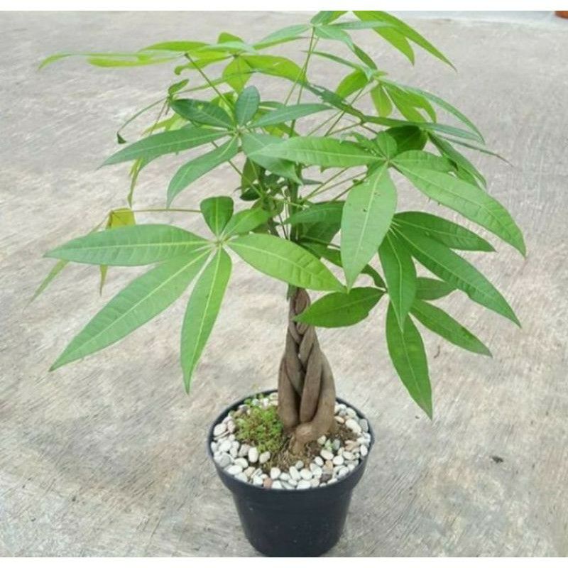 Jual Promo termurah tanaman hias pacira - tanaman pacira kepang 9 ...