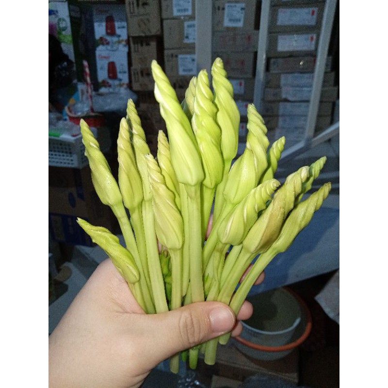 Jual (4 pcs)biji bunga sedap malam(kim cham) sayur kalimantan pontianak ...