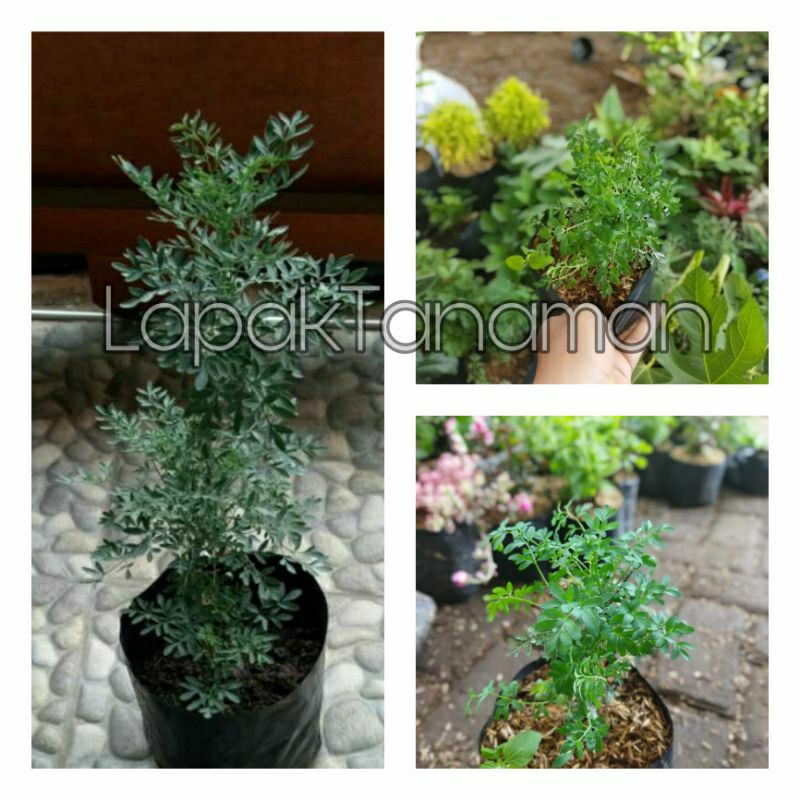 Jual Tanaman Toga Herbal Daun Inggu Kaya Akan Manfaat Bagi Tubuh ...