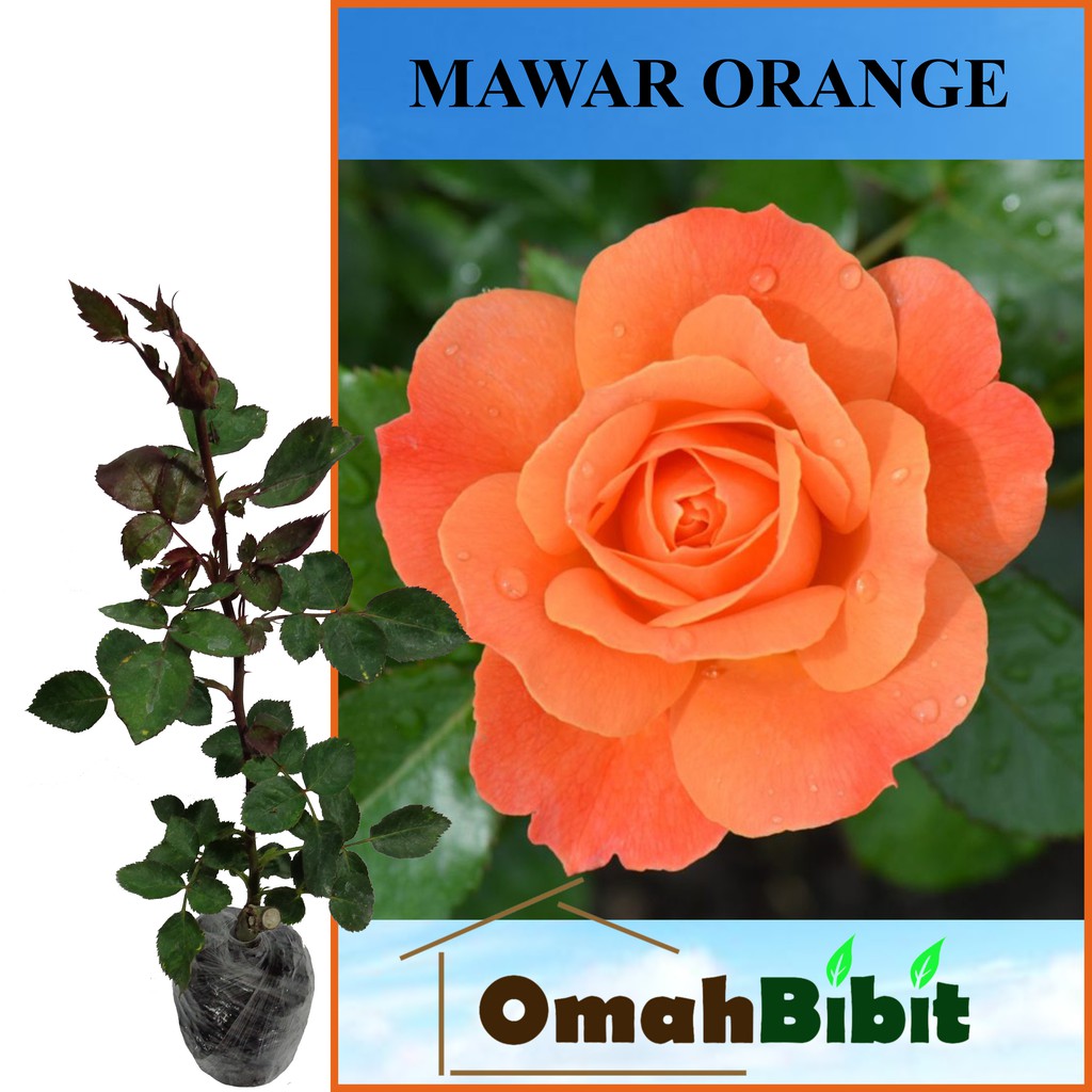 Jual Tanaman Mawar Orange | Shopee Indonesia
