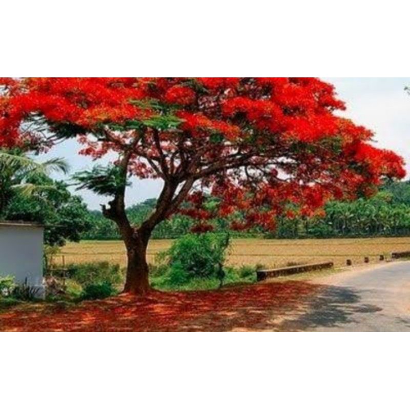 Jual Paket 5 Bibit Bunga Flamboyan SuperMurah | Shopee Indonesia