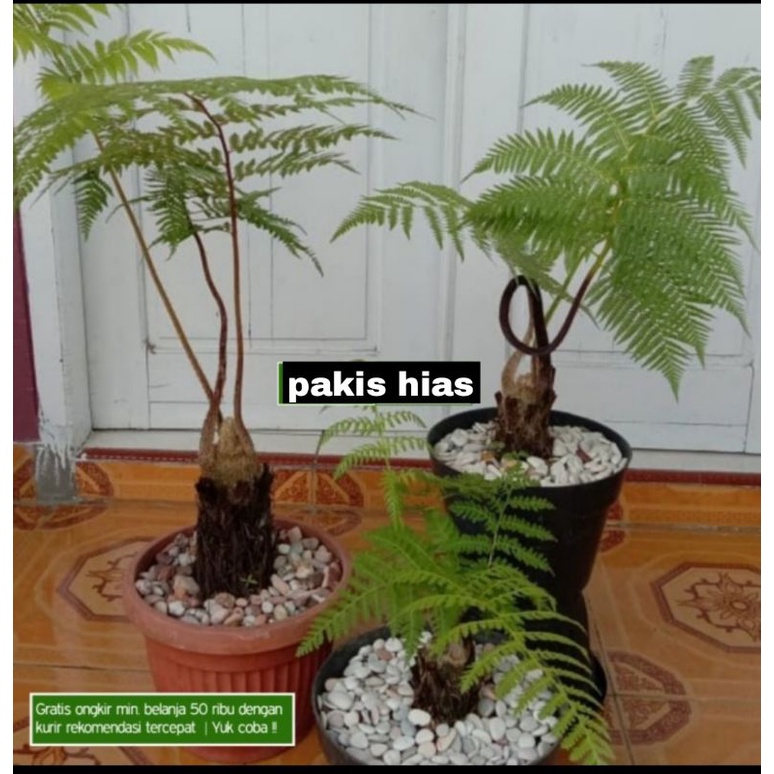 Jual tanaman hias pakis hanoman udah berdaun | Shopee Indonesia