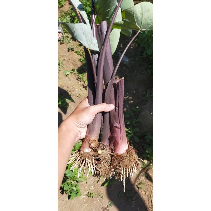 Jual UMBI TALAS / TALAS UNGU / TALEUS ANGEUNEUN / GOANG TALEUS / OPOR ...