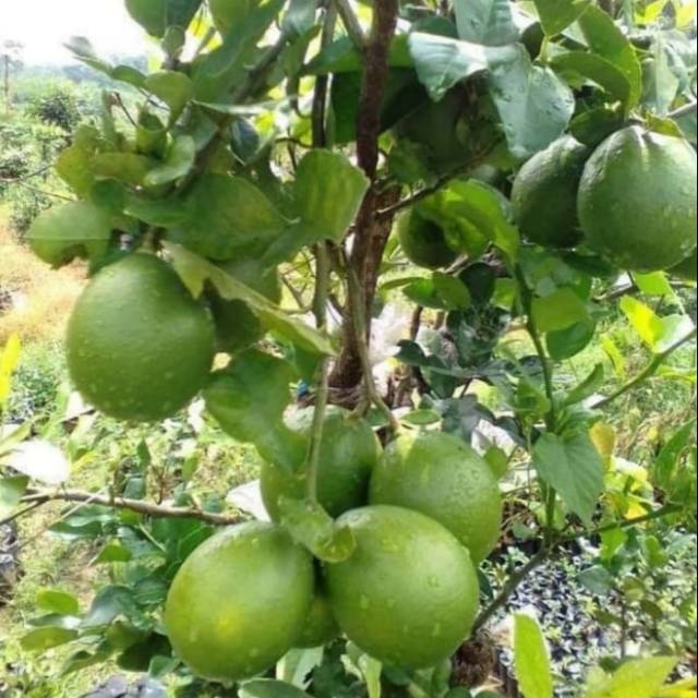 Jual Pohon jeruk nipis jumbo bibit pohon jeruk nipis jumbo pohon jeruk ... Jual Pohon jeruk nipis jumbo bibit pohon jeruk nipis jumbo pohon jeruk ...