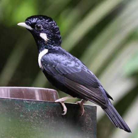 Jual Burung Raja Perling Atau Jalak Mohawk Sulawesi | Shopee Indonesia