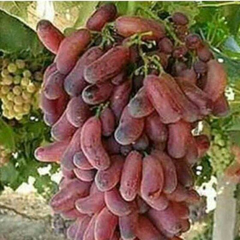 Jual Bibit anggur import jenis pink hussein | Shopee Indonesia