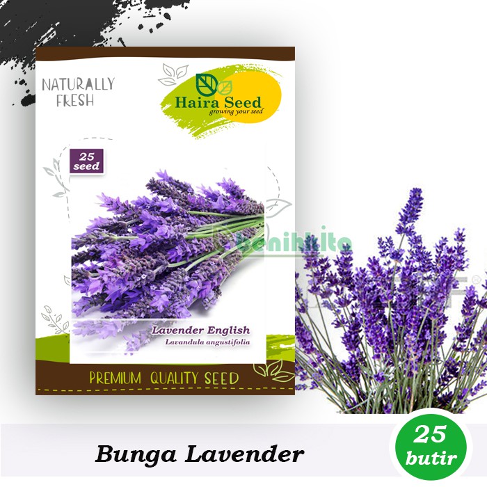 Jual Benih-Bibit Bunga Lavender English (Haira Seed) | Shopee Indonesia