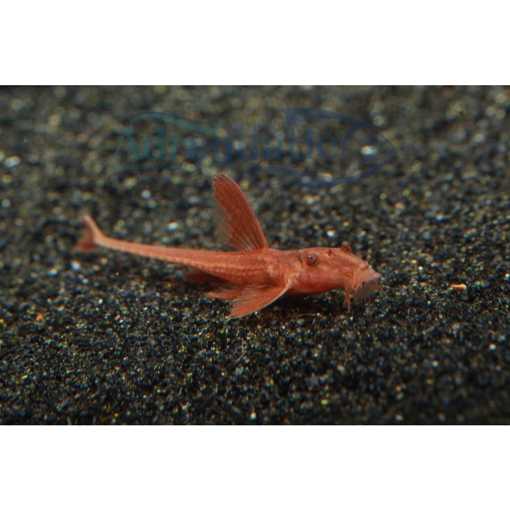 Jual (INSTANT BANDUNG) IKAN HIAS RED LIZARD WHIPTAIL CATFISH PLECO SAPU ...
