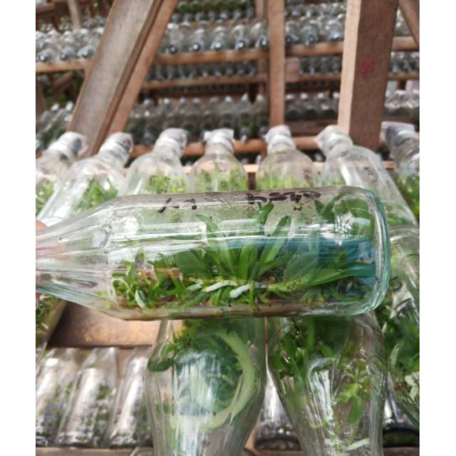Jual BOTOLAN ANGGREK CATLEYA HYBRID BUNGA BESAR SIAP AKLIMATISASI ...