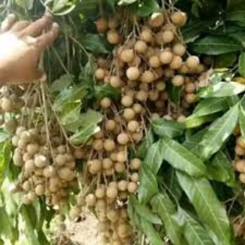 Jual entres and trees pucuk tanaman kelengkeng new crystal new cristal ...