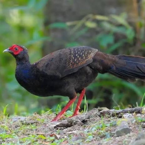 Jual TELUR AYAM HIAS RINGNECK PHEASANT JENIS SWINHOE FERTIL ASLI UNTUK ...