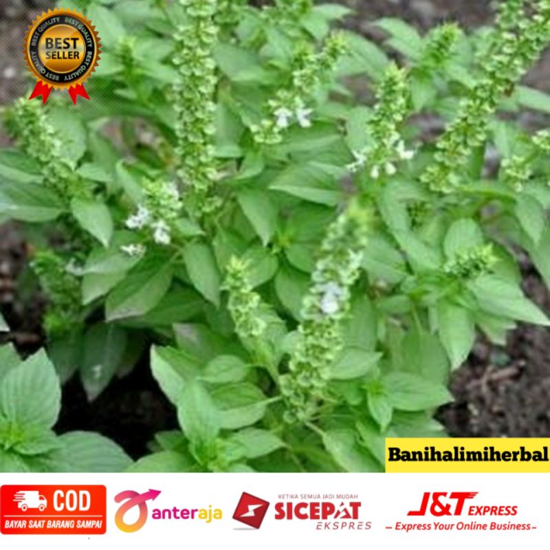 Jual Bibit Tanaman Daun Kemangi/Surawung | Shopee Indonesia