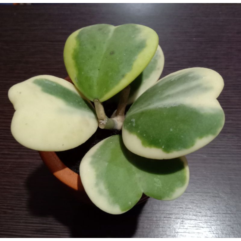Jual Hoya love variegata 5 daun | Shopee Indonesia