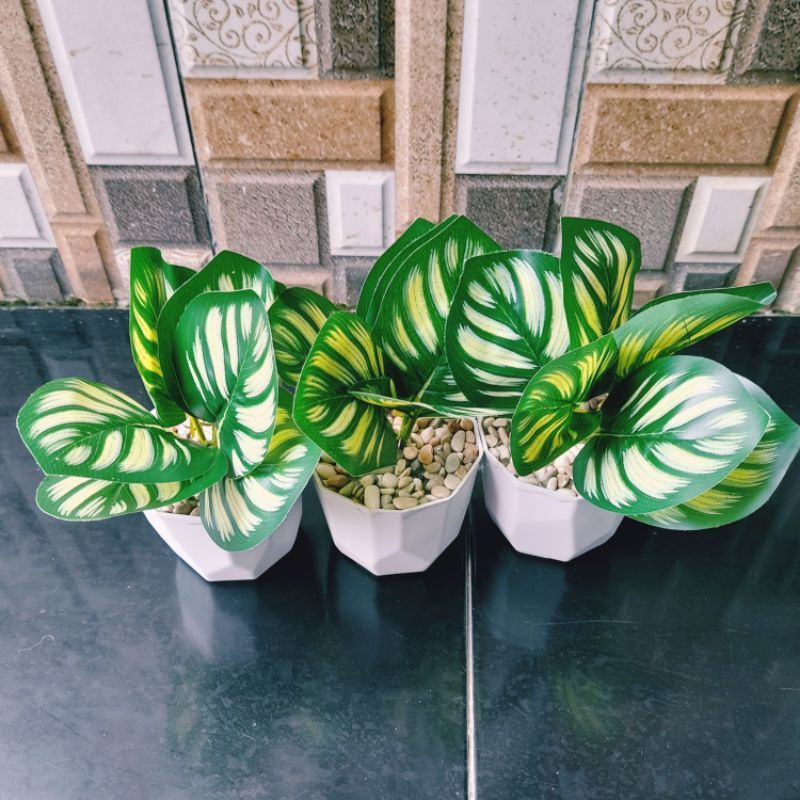 Jual Tanaman Dekorasi Bunga Pot Daun Semangka Daun Aglonema Bisa Cod ...