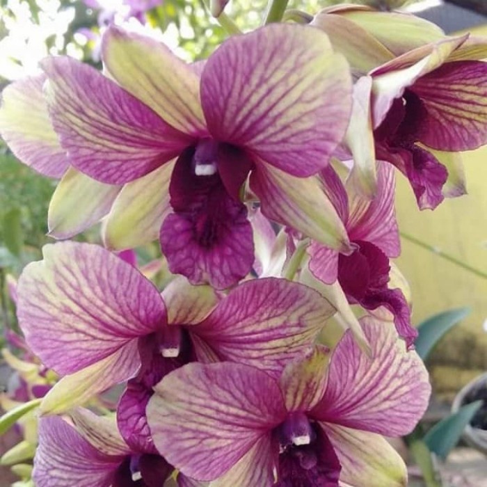 Jual Pohon Bunga Anggrek Dendrobium Emerald Dewasa / Spike | Shopee ...