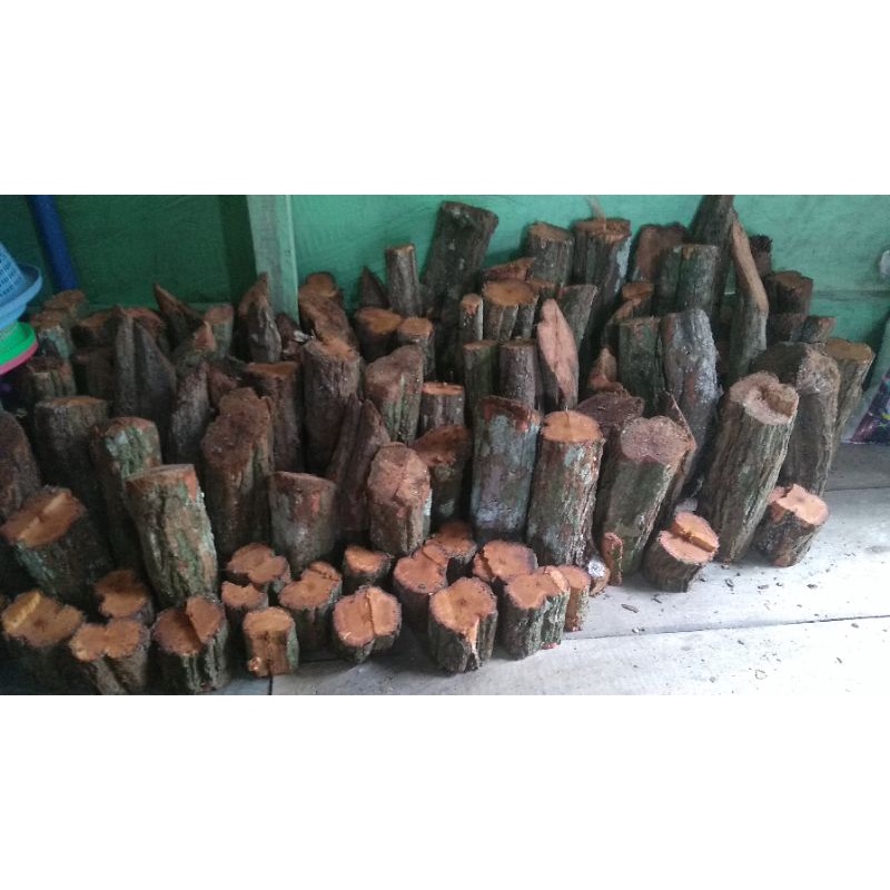 Jual akar kayu bajakah asli kalimantan | Shopee Indonesia