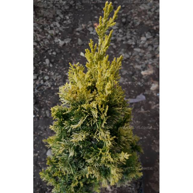 Jual Tanaman Hias Cemara Golden Chinese (Pohon Kecil) | Shopee Indonesia