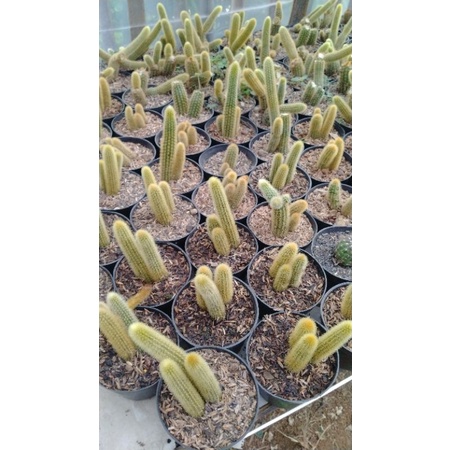 Jual kaktus ekor tupai kuning isi 3 | Shopee Indonesia