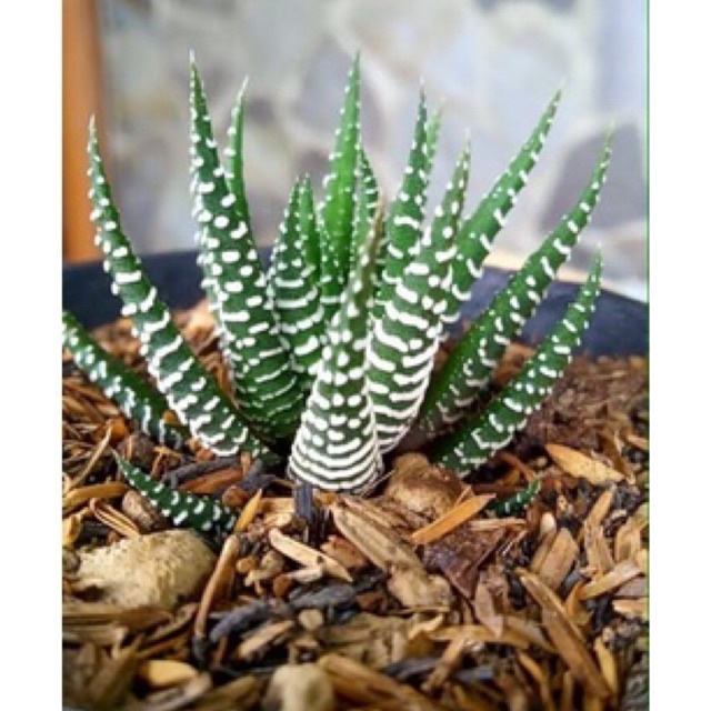 Jual Kaktus Sukulen Haworthia Zebra Fasciata / Haworthia Attenuata ...