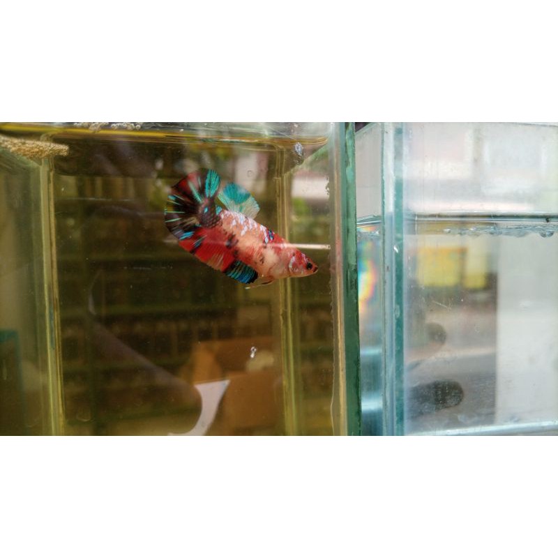 Jual Nemo galaxy multi color (Female) | Shopee Indonesia