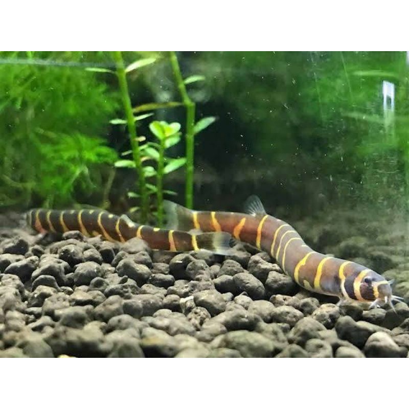 Jual ikan kuhli loach pembasmi hama planaria dasar aquarium | Shopee ...